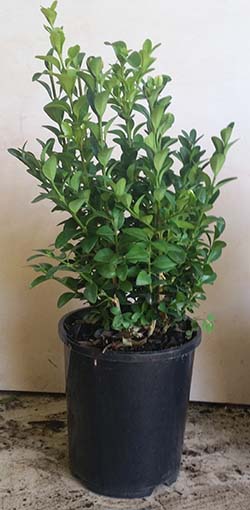 English Box Hedge Plants wholesale