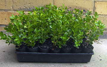 English Box Hedge Plants wholesale